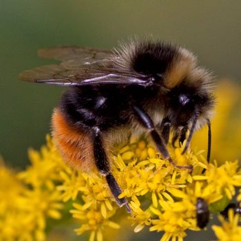 Get to know our local pollinators | Audubon de Mexico